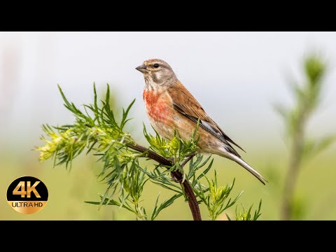 Linnet (Linaria cannabina). Singing birds 4K Ultra HD.