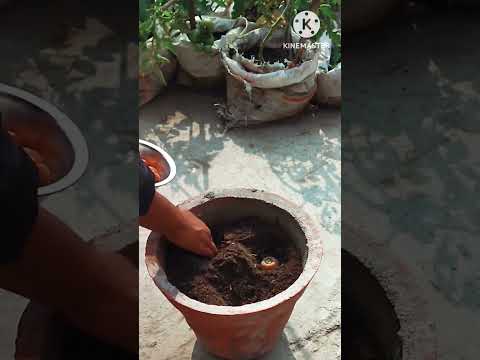 carrots from carrot tops|