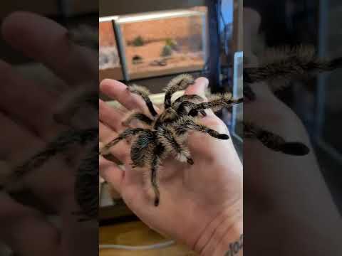 Handling My Curly Hair Tarantula (Tliltocatl albopilosum) 🕸🕷#shorts