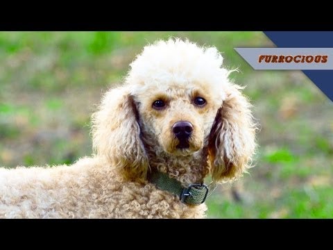 Poodles are Plotting Schemers