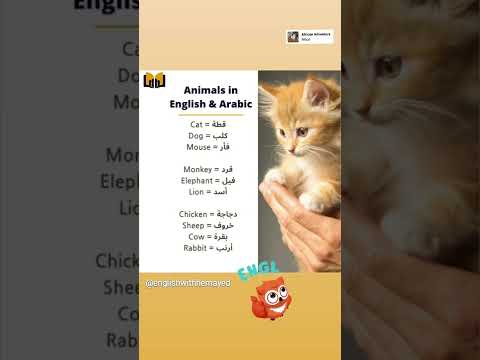 English Vocabulary & Translation: Animals
