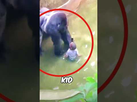This Kid Fell into the Gorilla, But Tragically...π₯Ίβ€οΈ