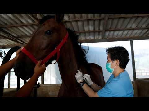 African Horse Sickness