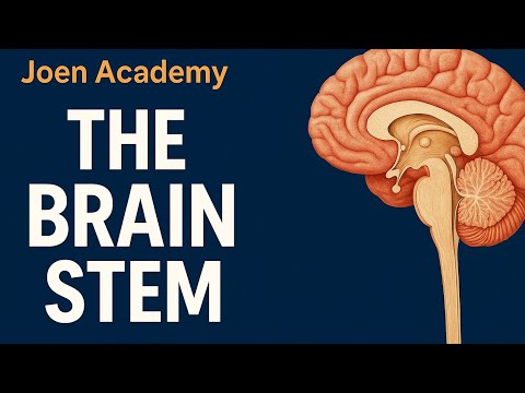 The Brain Stem - Joen Academy