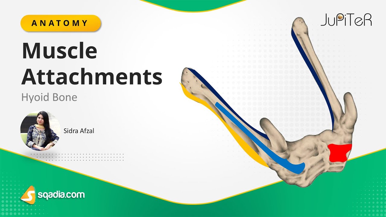 Hyoid Bone Anatomy | Muscle Attachments | V-Learning™