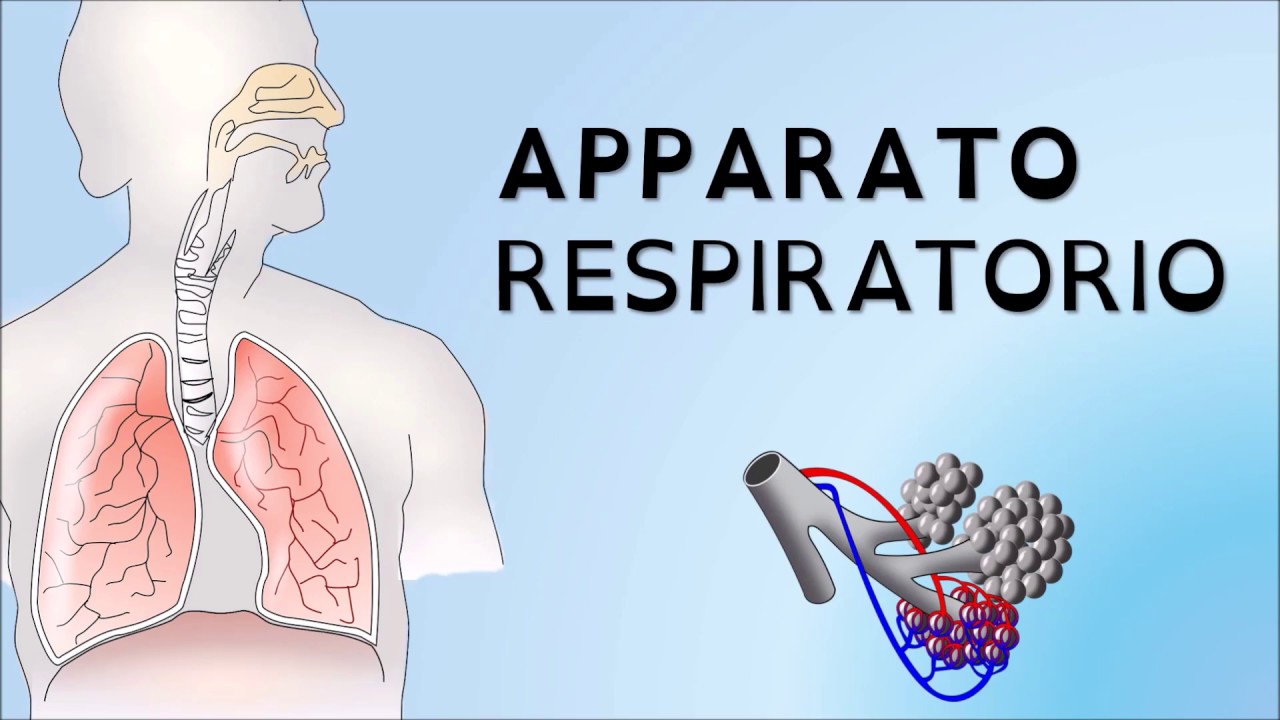 APPARATO RESPIRATORIO