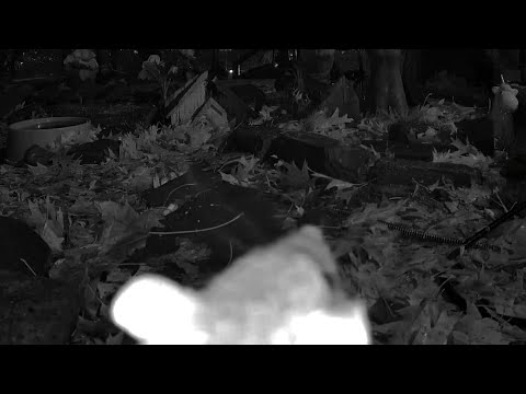 Rats Eye View Nighttime Wanderings. #shorts