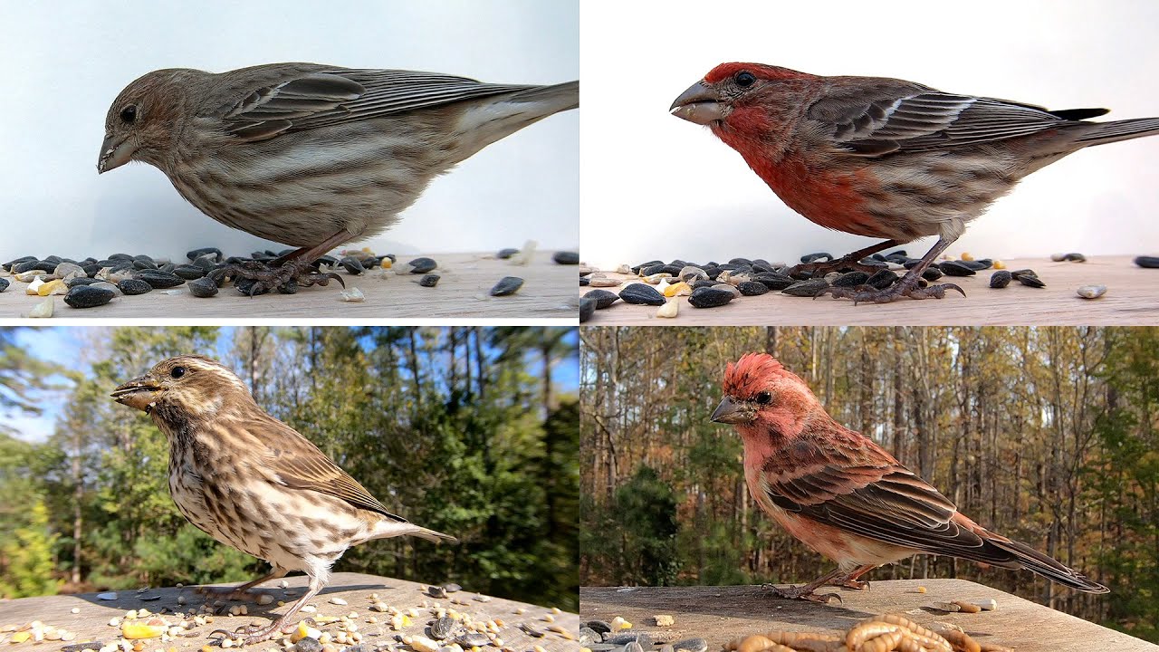 How to Identify House Finches vs. Purple Finches?
