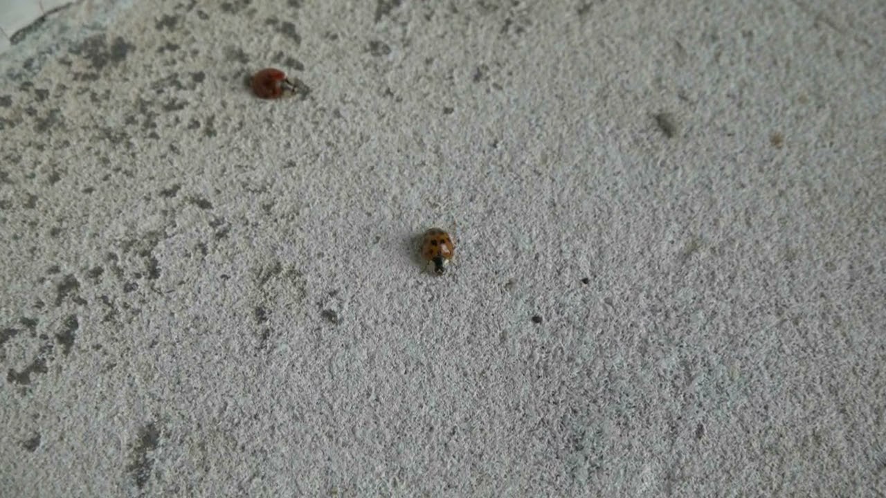 Multicolored Asian Lady Beetles (Harmonia axyridis) 2021