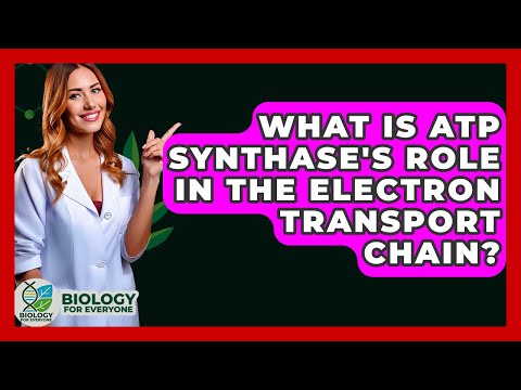 What Is ATP Synthase's Role In The Electron Transport Chain? - Biology For Everyone