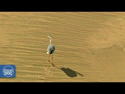 Inhabitants of the Namib. The Oldest Desert in the World - Part 1