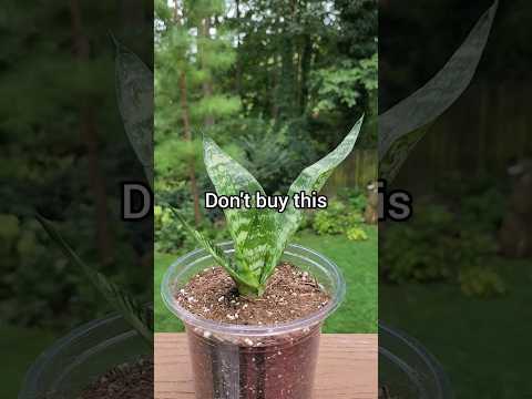 Don't buy this Snake Plant called 'Robusta' #plant #houseplants #sansevieria