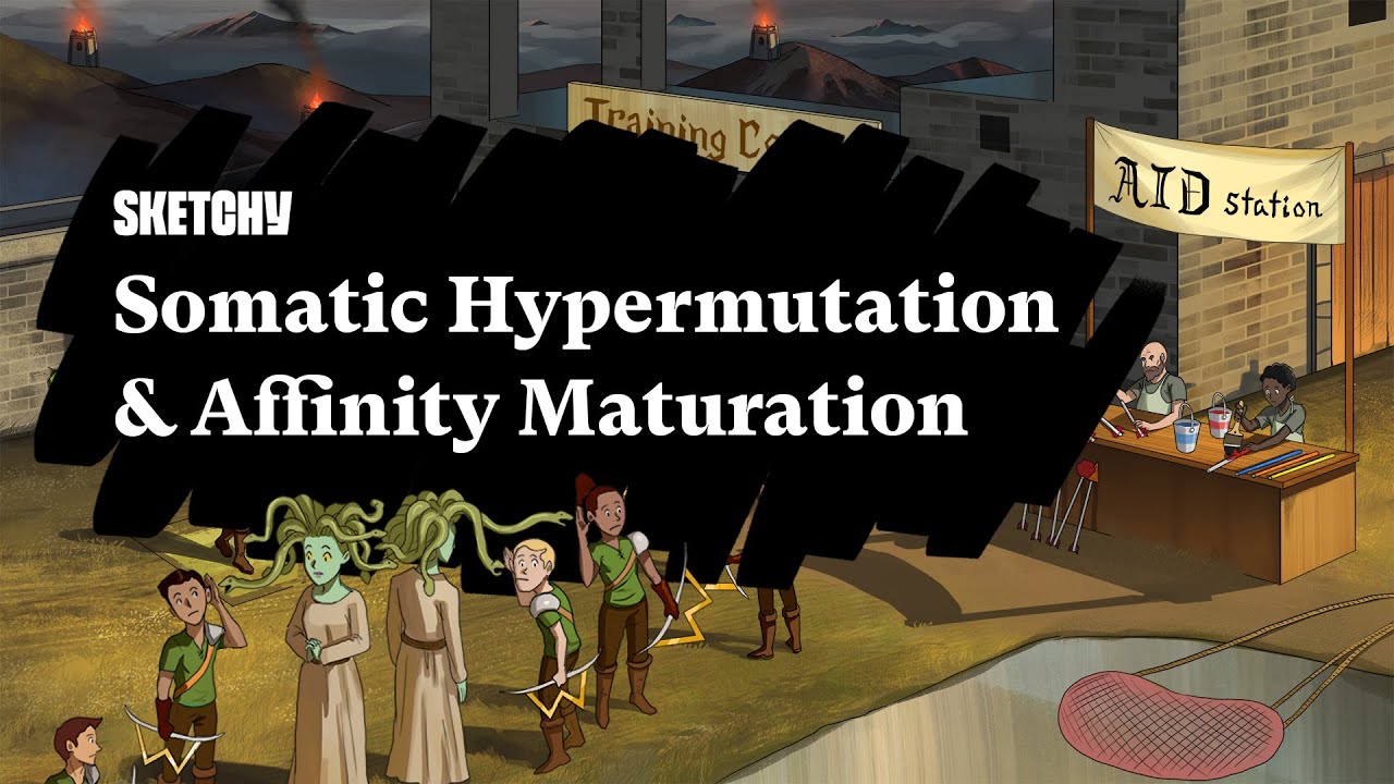 Somatic Hypermutation and Affinity Maturation (Part 1) | Sketchy Medical | USMLE Step 1