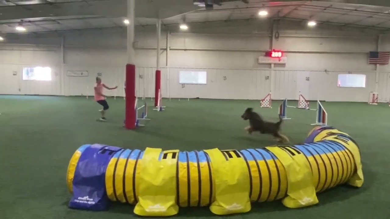 Briard Agility Jumpers