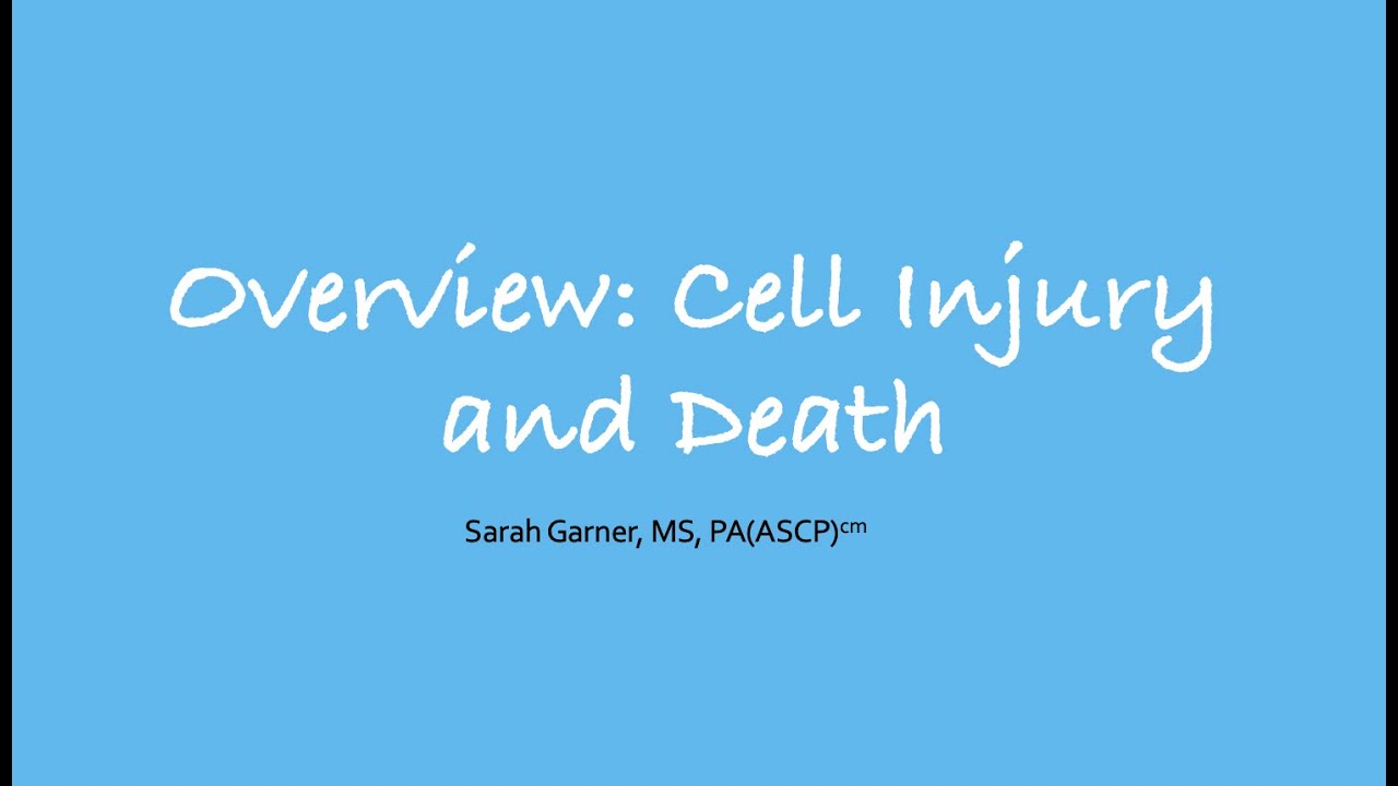 2 4 overview-cell injury and death
