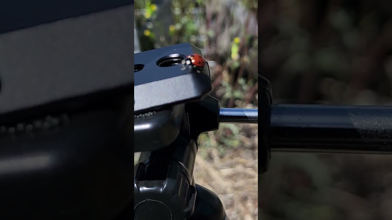 Garden Ladybug Friend