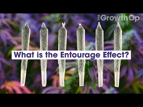 What is the Entourage Effect? | Weed Easy