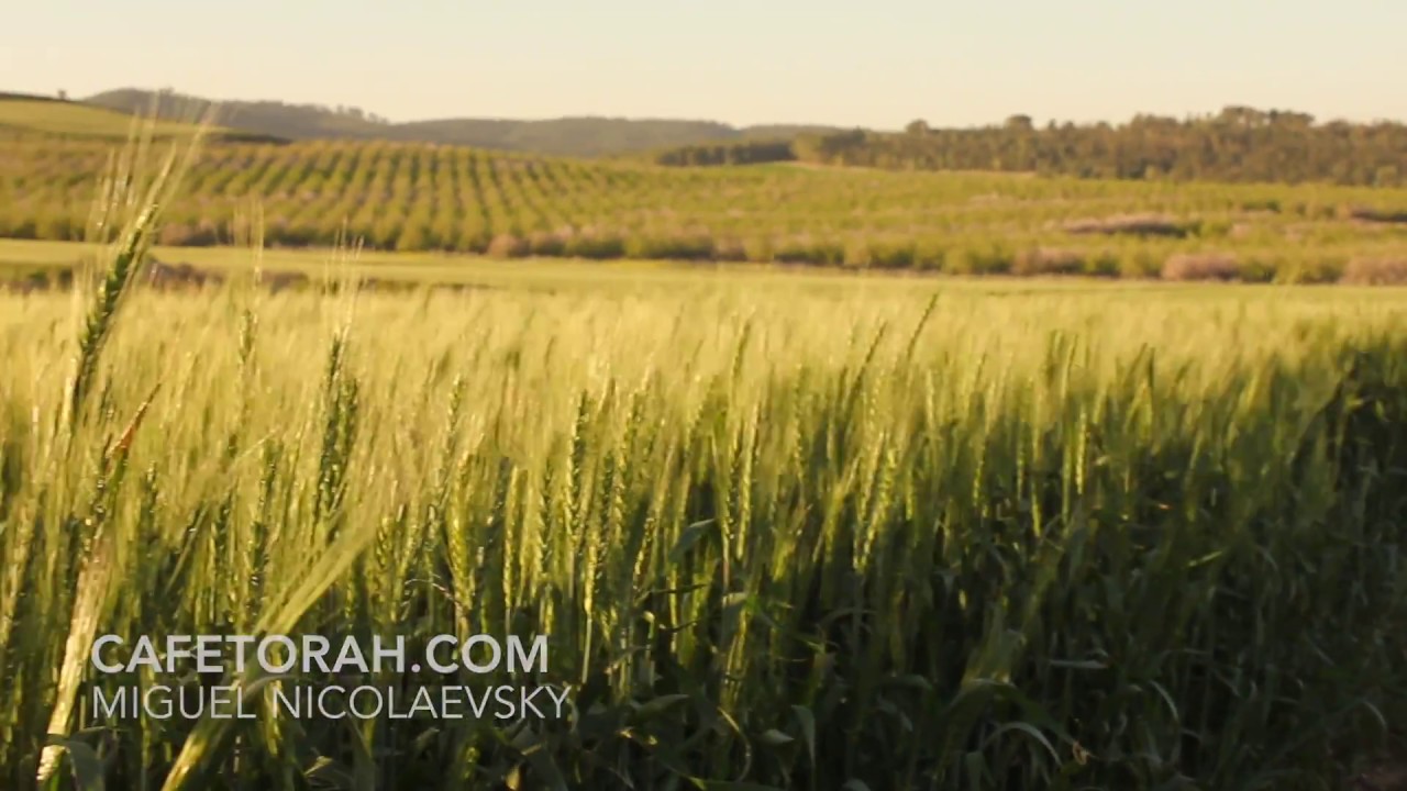 CAMPO DE TRIGO   JUDEIA   ISRAEL