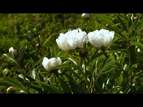 WEB EXCLUSIVE: Peony Care