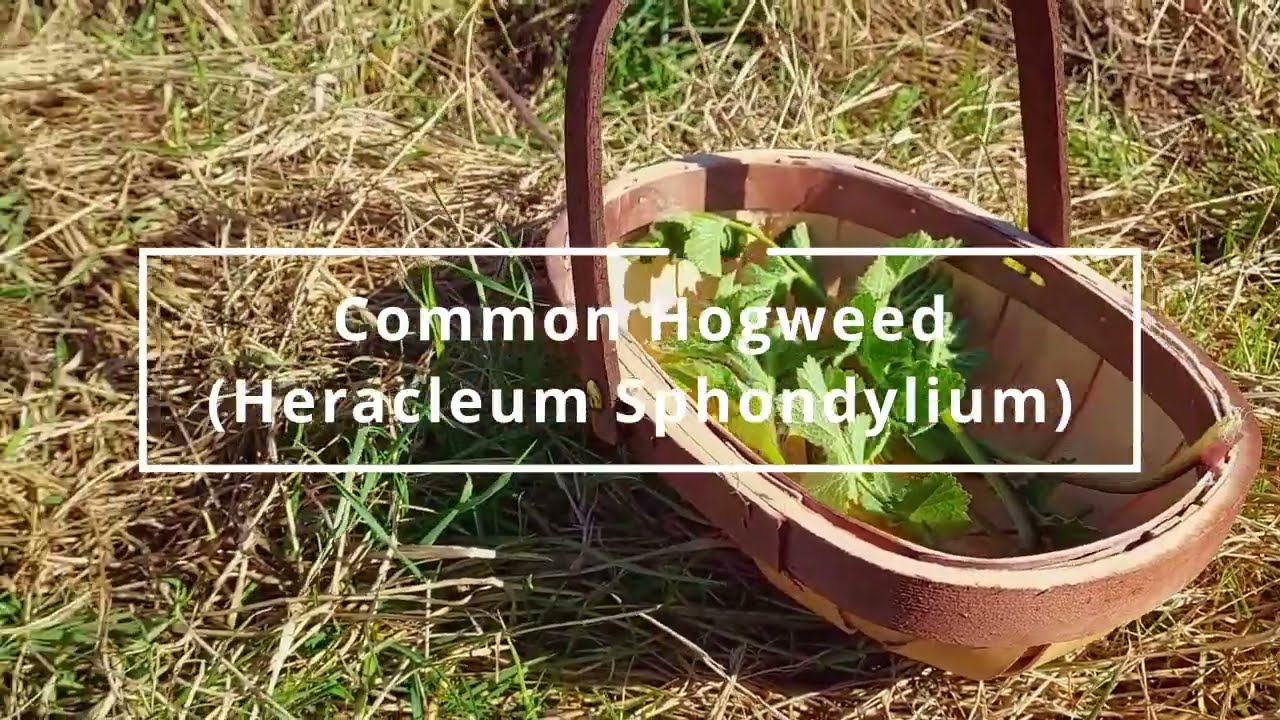 Common Hogweed (Heracleum Sphondylium) - Foraging UK -