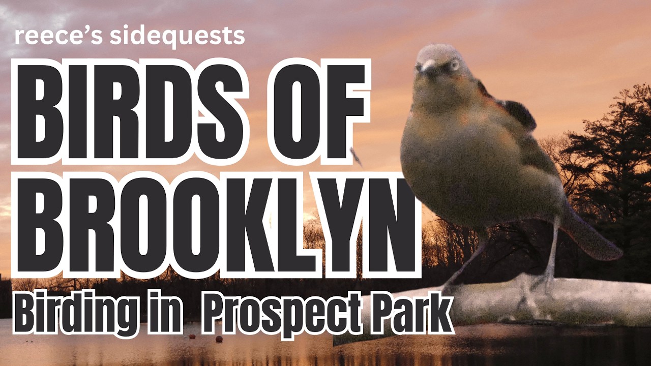 Birds of Brooklyn 2: Spring Evening Birdwatching in Prospect Park, NYC