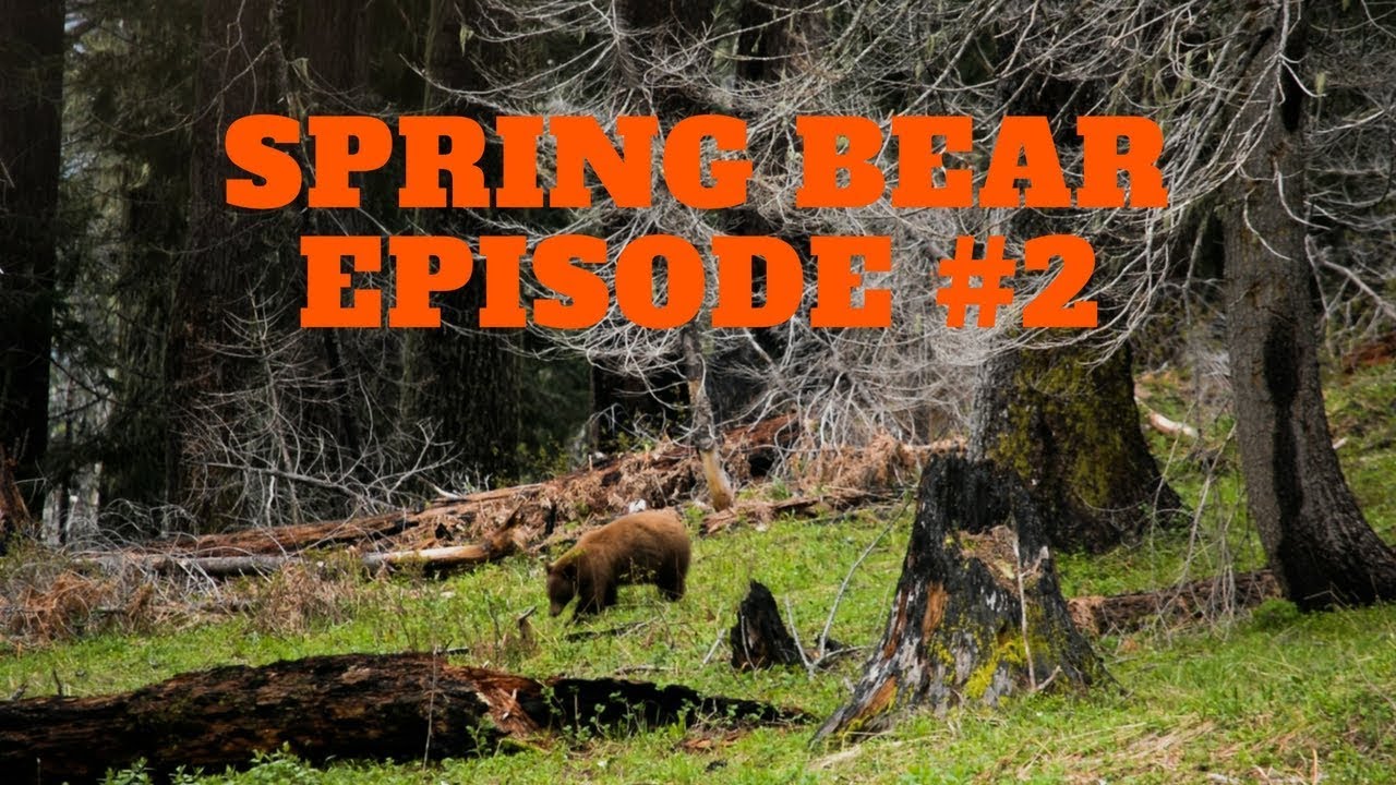 SPRING BEAR HUNT EPISODE #2