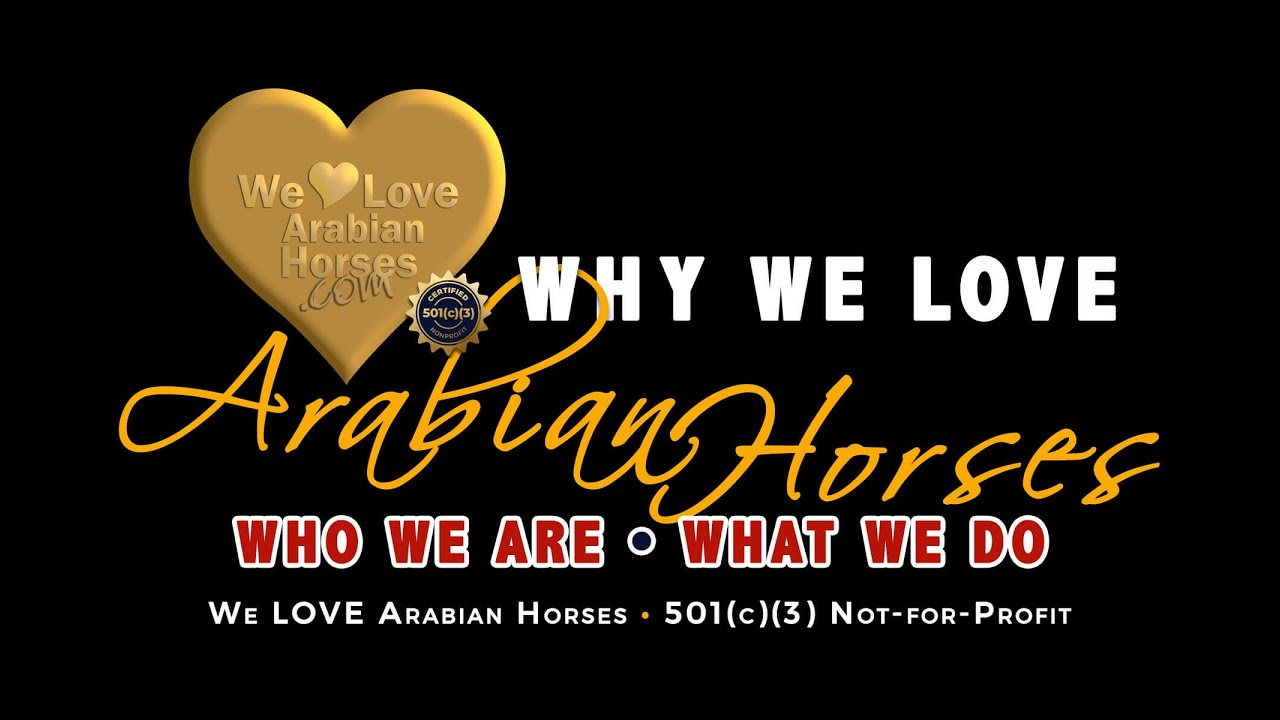 We LOVE Arabian Horses – Volunteer Society for Arabian Horse Lovers