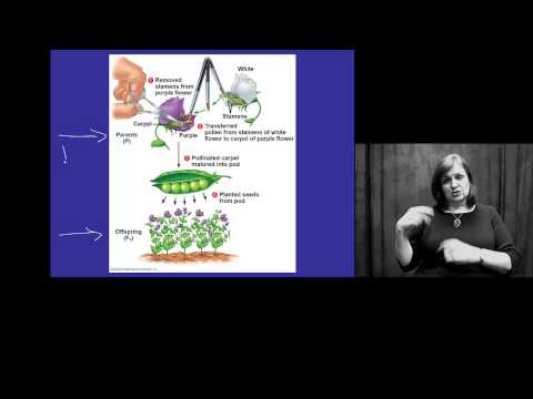 Genetics_MendelsPeas w/ Interpreter
