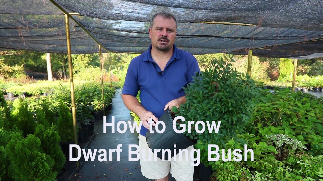 How to grow Dwarf Burning Bush with detailed description
