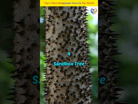 Top 5 Most Dangerous Trees In The World π±