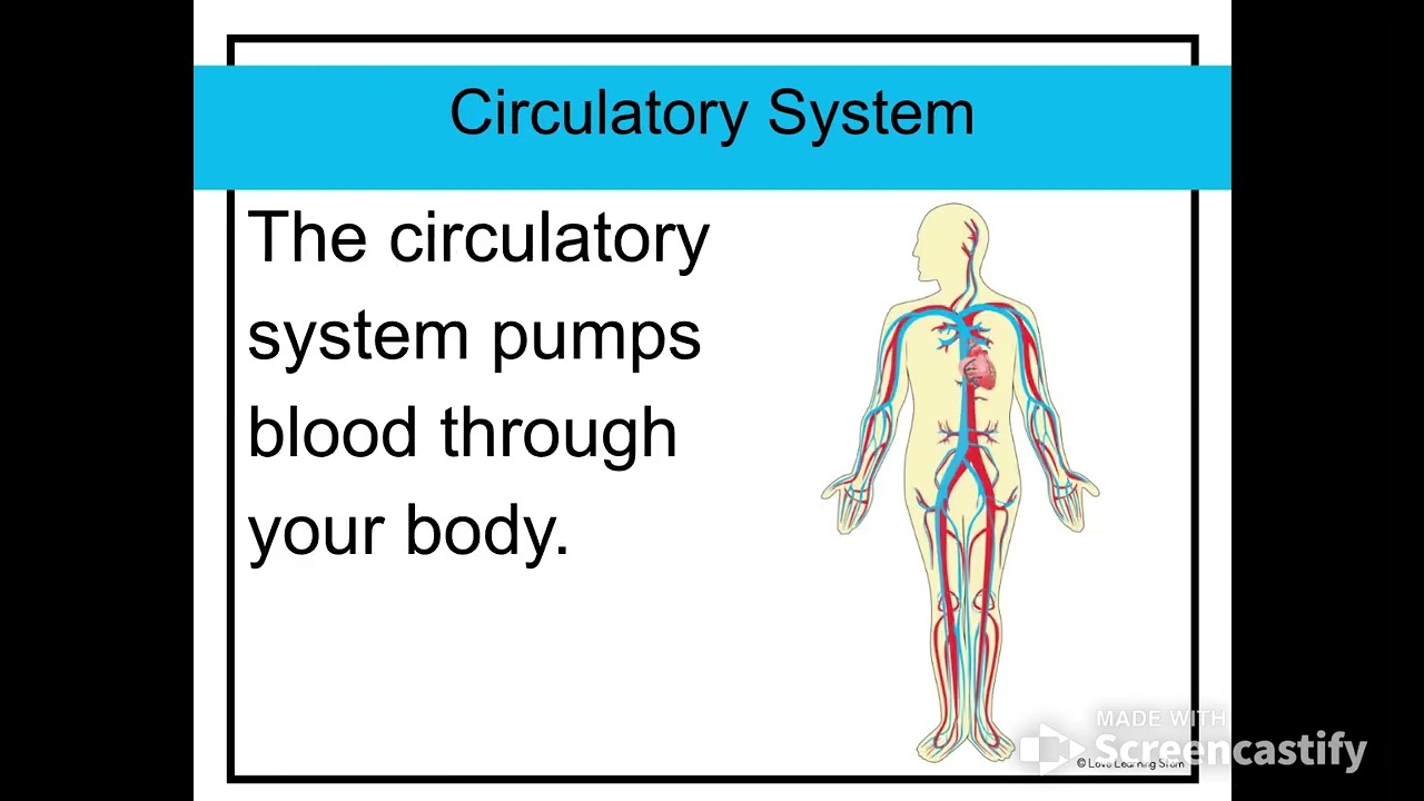 BONUS Lesson 4: Human Body Systems - Google Slides NGSS 4th Grade