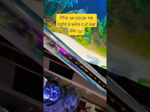 oscar fish ne phir se light kharab kar di 😩 #viralvideo #shortsviral #ytshorts #shorts #viralshorts