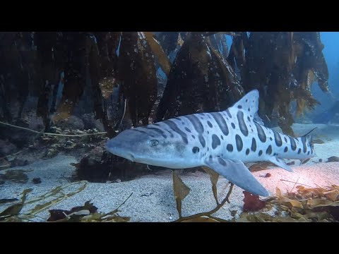 Monastery Beach Scuba Diving | Four Leopard Sharks