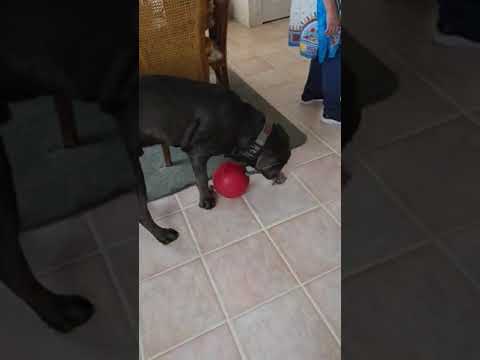 Video of adoptable pet named Gunner