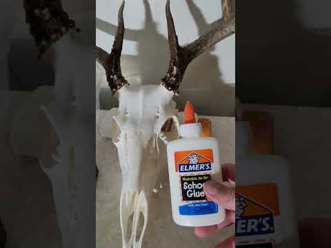 Gluing European mount deer skull. nasal bones. How to fix loose bones and teeth. #deerhunting