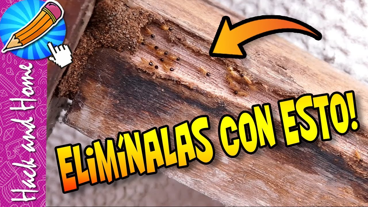 HOW TO GET RID OF TERMITES EFFECTIVELY WITH THESE 2 HOME METHODS