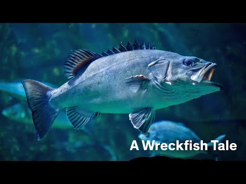 A Wreckfish Tale.