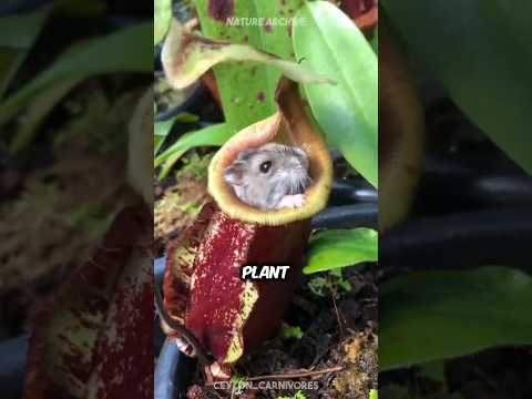 Pitcher Plant 🪴 The Plant That Eats Mice