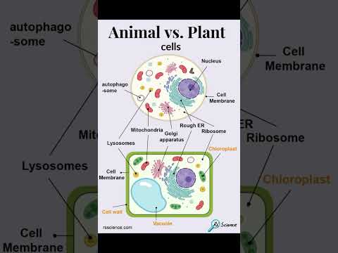 #Class 9th and 8th cell #picture of plant cell and animal cell#plant cell vs animal cell#biology