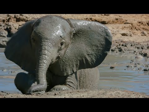 BBC Earth: Baby Elephant's First Bat…: English ESL video lessons