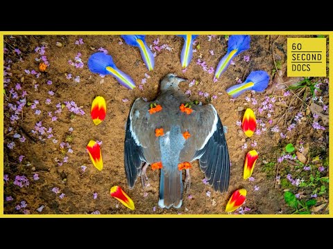 Beautiful Roadside Memorials for Dead Animals