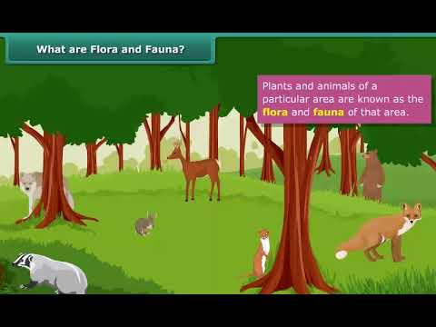 What are Flora and Fauna