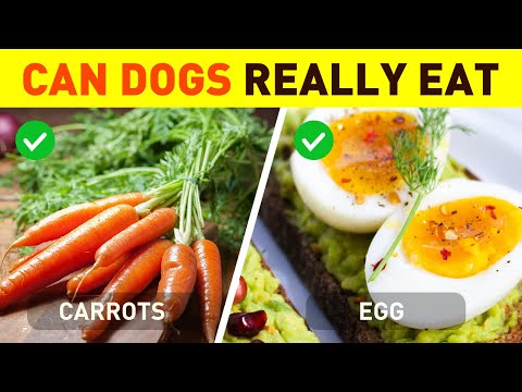 Can Dogs Really Eat These 16 Human Foods Without Getting Sick?