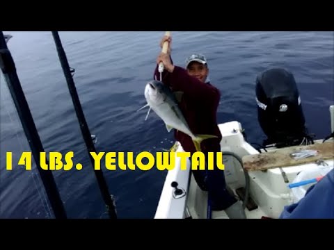 YELLOWTAIL AND BLUEFIN TUNA FISHING WITH JUNIOR ON MY 2007 1802 #baylinertrohpy