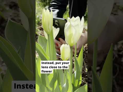 Master the art of iPhone flower photography! 🌼#photographytips #iphonephotography #iphonecamera