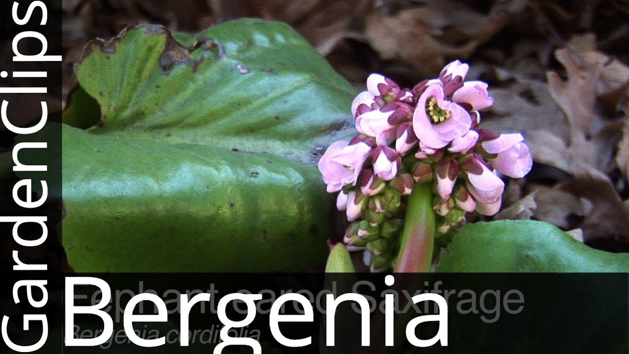 Why This Plant Squeaks 🐘 Bergenia cordifolia - Elephant Eared Saxifrage - Elephant Ears - Pig Squeak