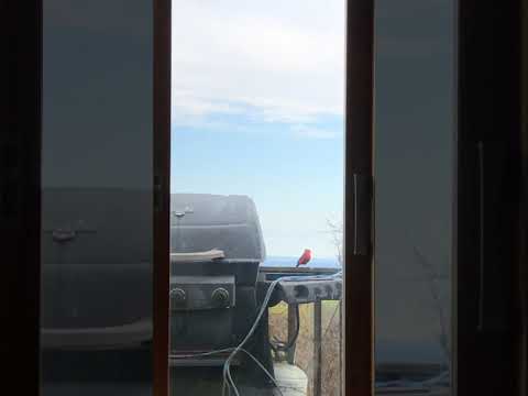 Cardinal Visit While Watching MASS – Sarah Rose Genari