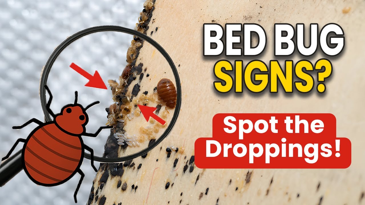 12 Simple Ways to Identify Bed Bug Droppings | How to Identify Bed Bug Droppings