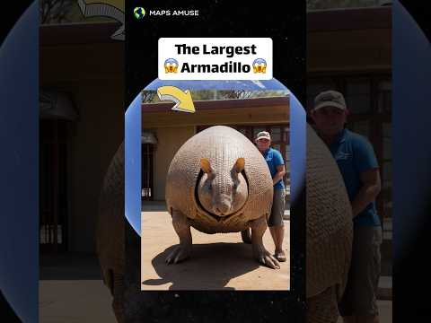 The Largest Armadillo 😱 on Google Earth 🌍 and Google Maps #googleearth #googlemaps #armadillo