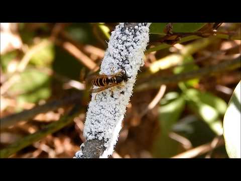 Wooly Alder Aphids: Strange Bugs